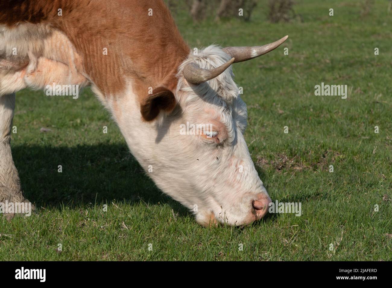 Cows head close up while graze grass, domestic animal in pasture side ...