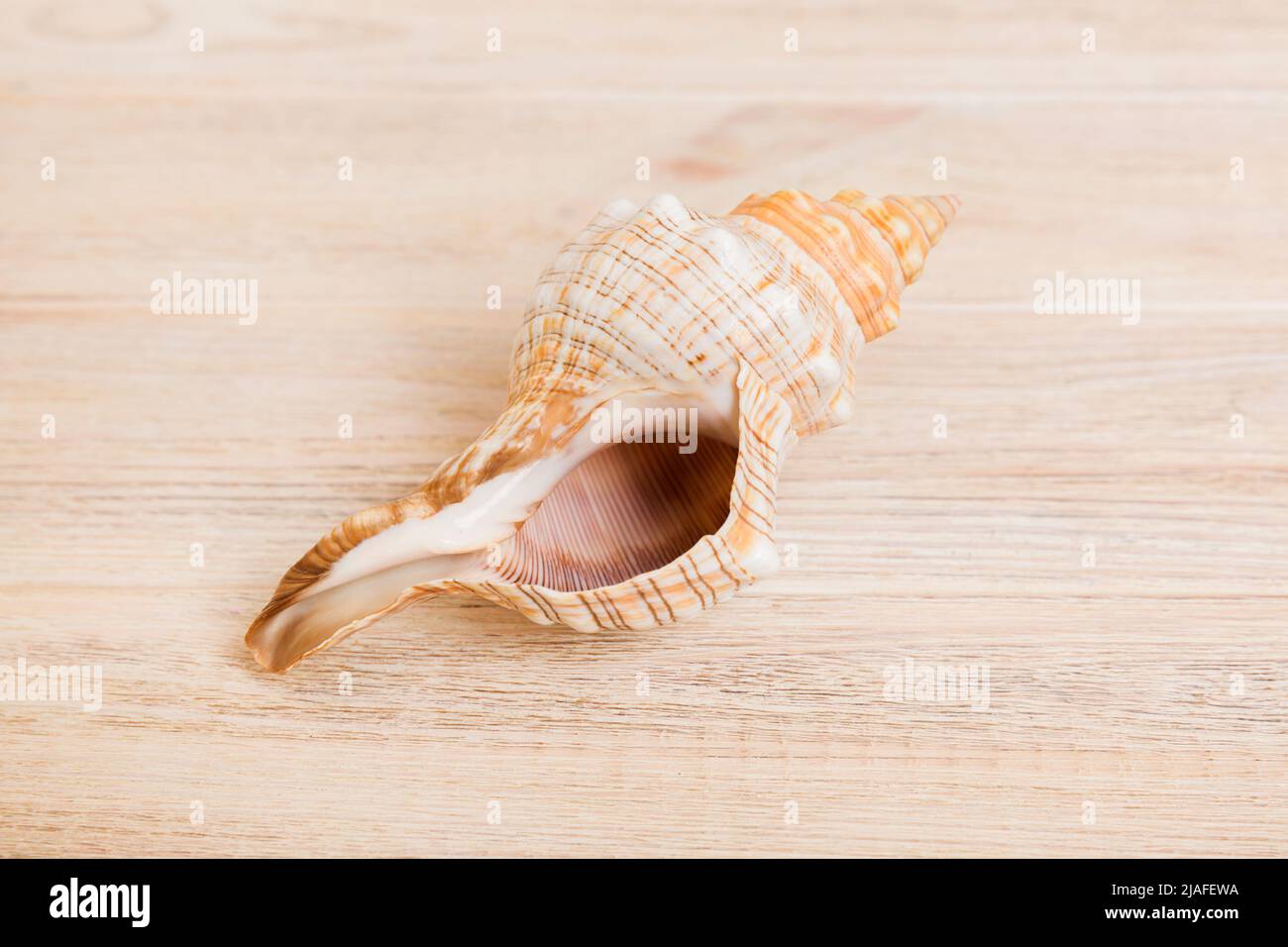 Beach seashells on colored background. Mock up with copy space Stock ...
