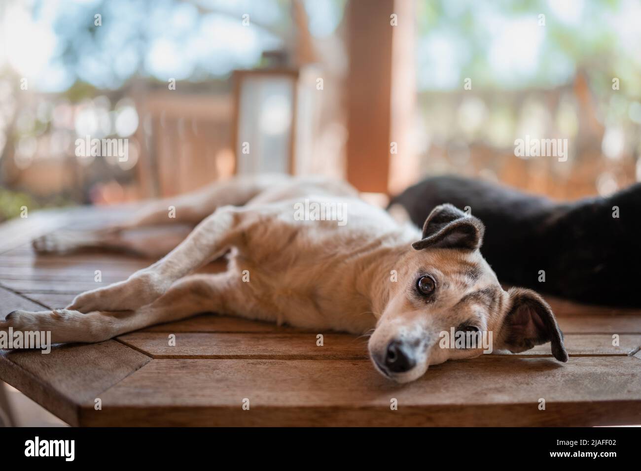 Close up. a dog lying on a garden table Stock Photo - Alamy