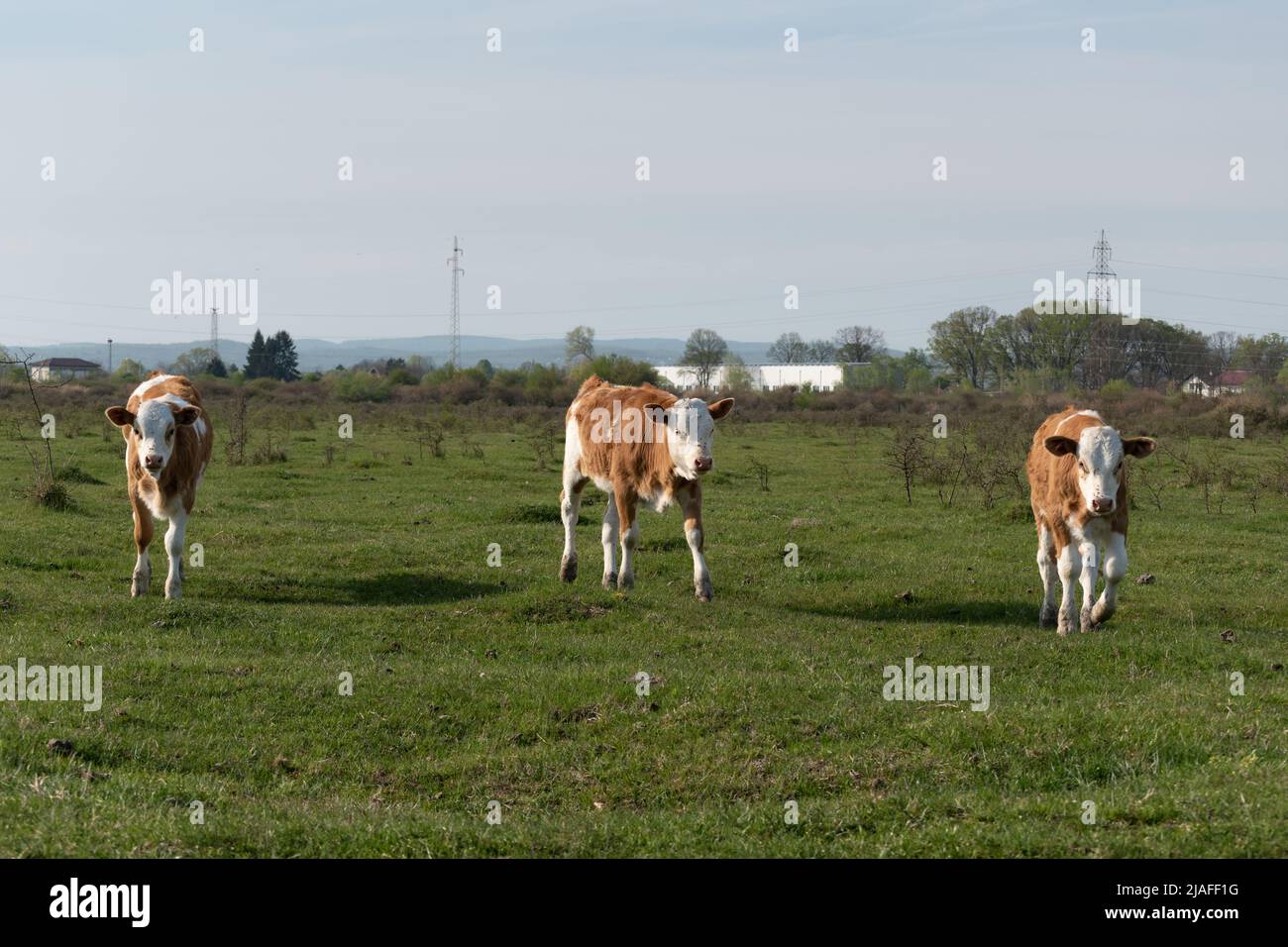 Three calves walks across field toward camera, domestic animals with ...