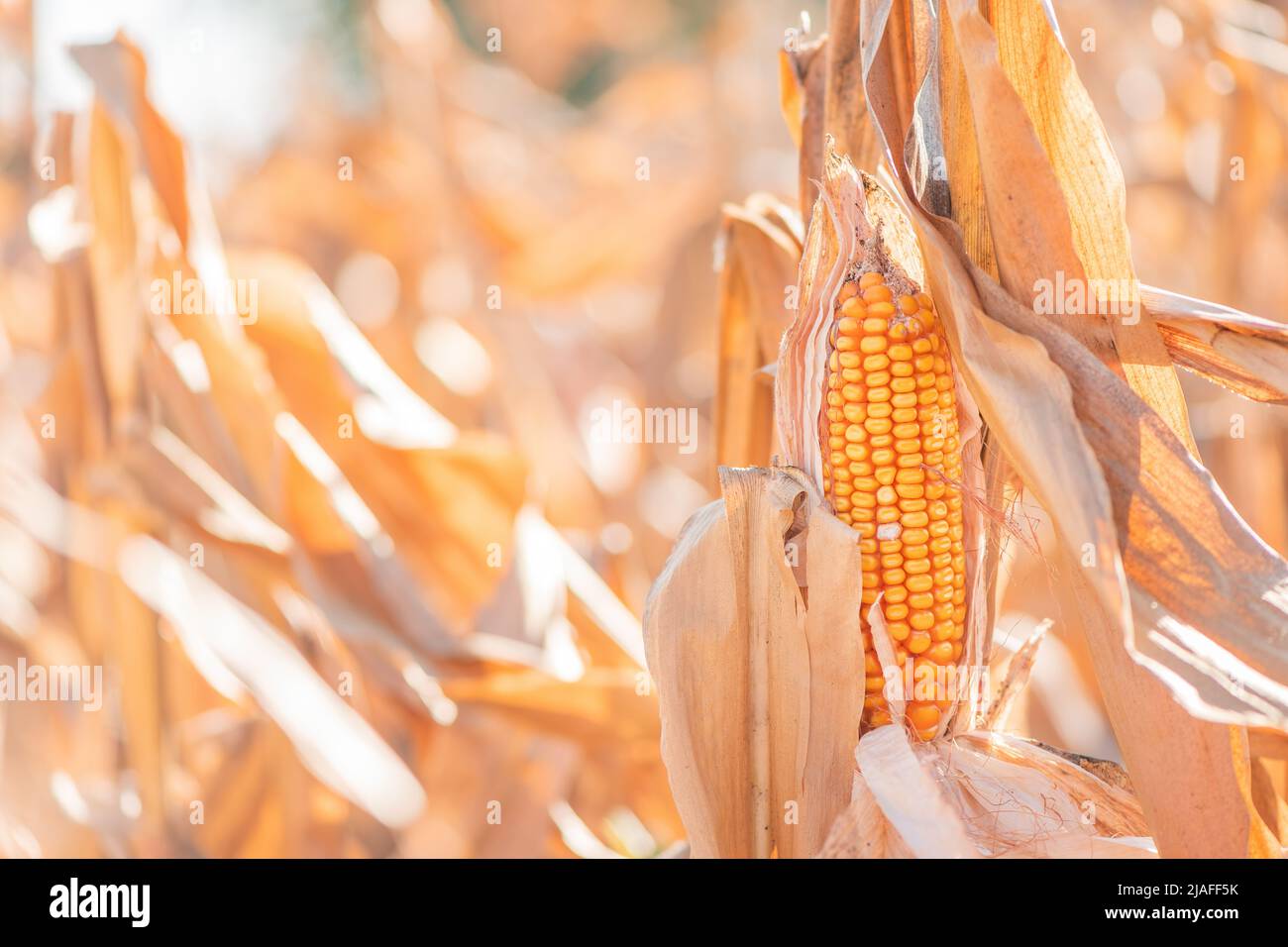 Fusarium corn ear rot damage. most common maize disease, selective ...
