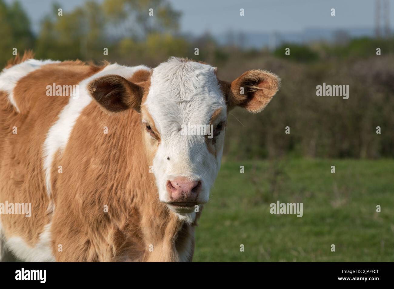 One stare hi-res stock photography and images - Alamy