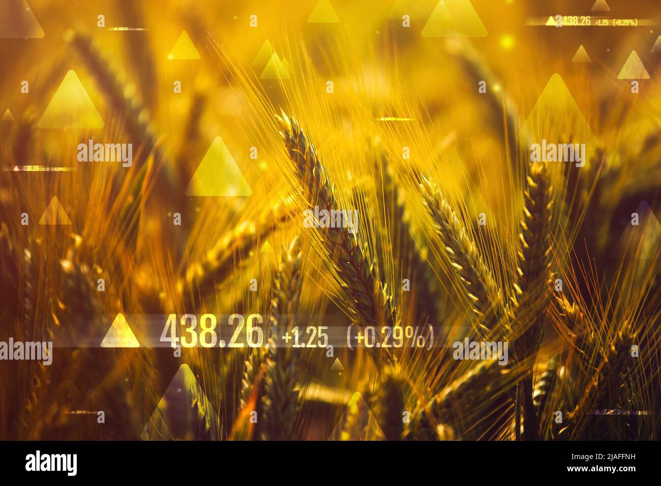 Wheat commodity price increase, conceptual image with cereal crops ...
