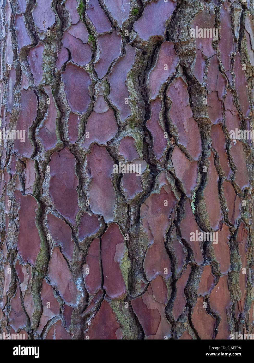 Rough textured pine bark with many cracks. Closeup photo. Fullscreen ...