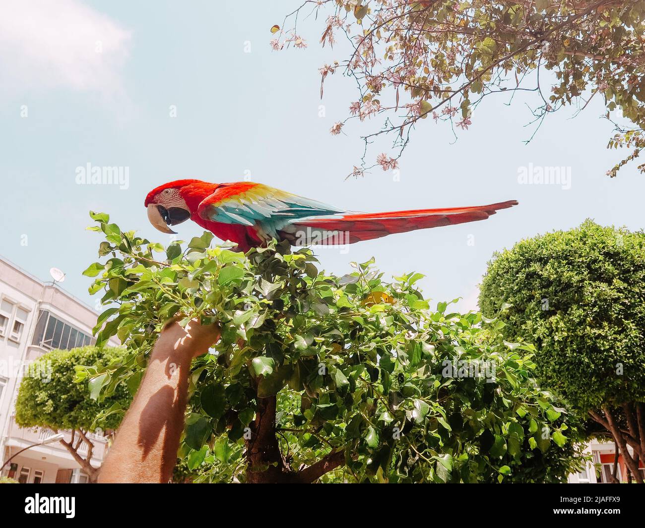 A close up picture of big grown ara macaw parrot sitting on a green ...