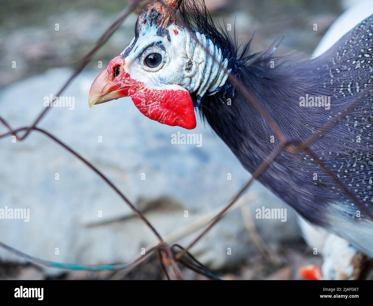The head of guinea fowl with a red beak. Poultry walking in the yard ...