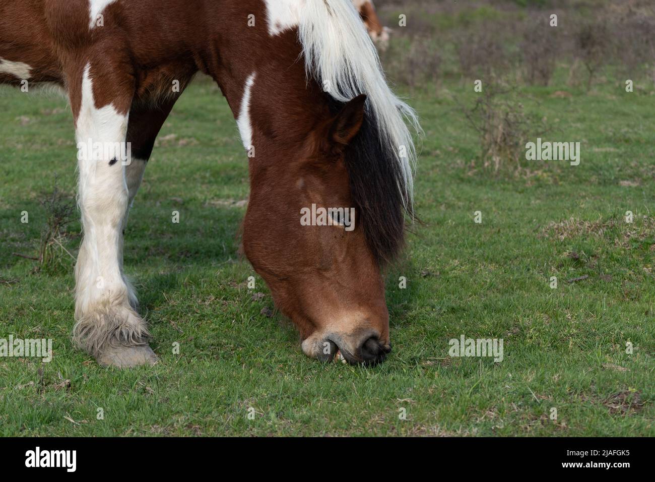 Side view of horse head while graze grass close up, domestic animal ...
