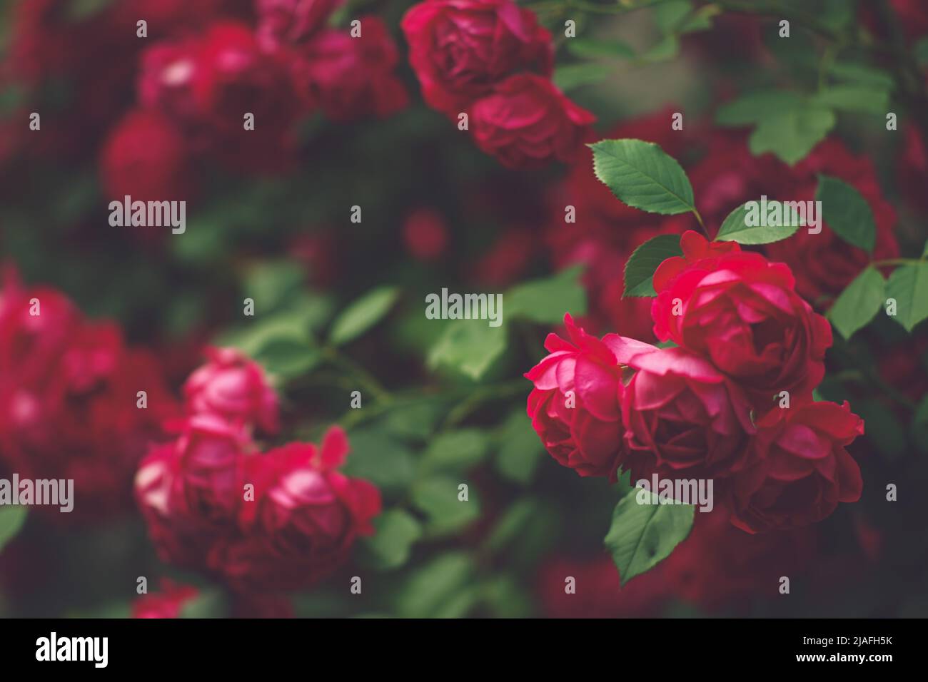 Bush of dark pink roses growing in the garden, wall of flowers Stock ...