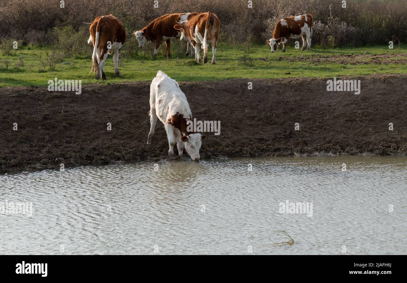 Cow drink water from watering hole, domestic animal with white and ...