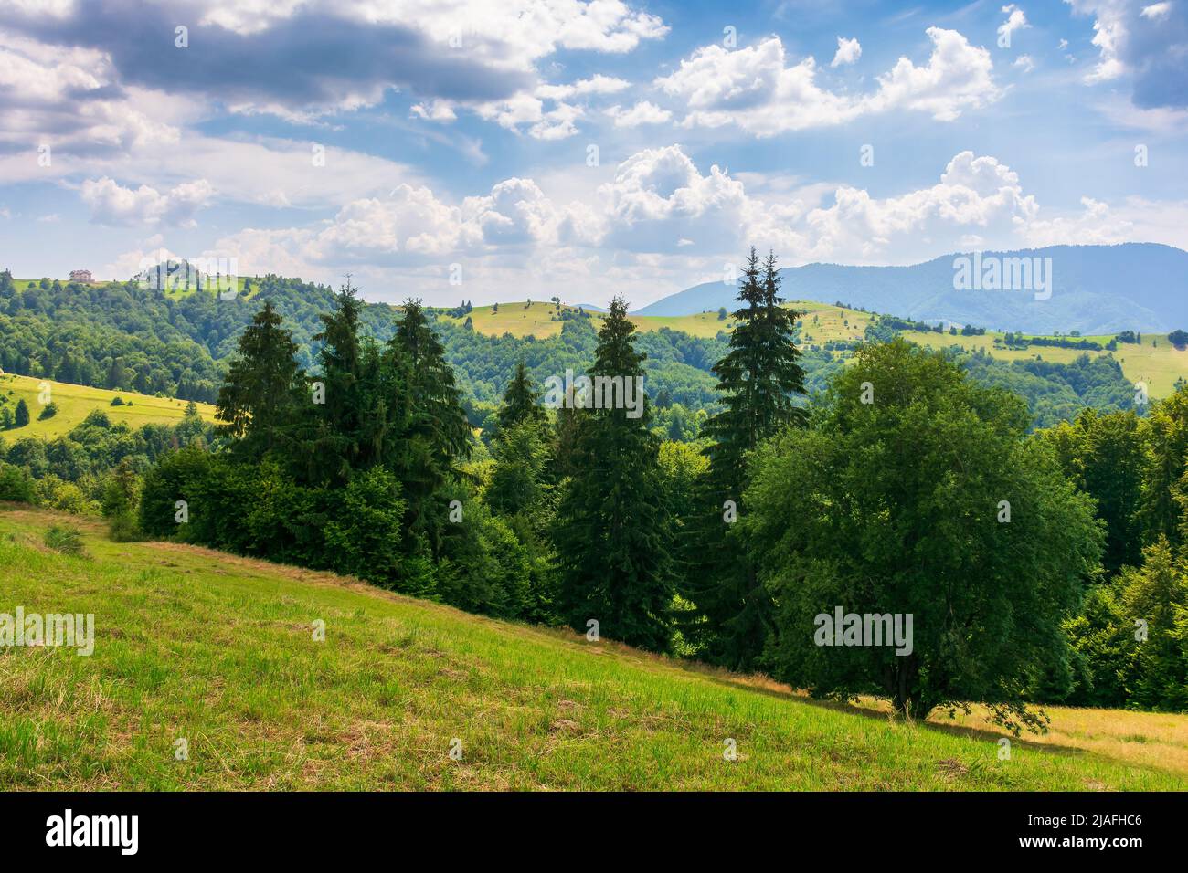 idyllic summer landscape of carpathian alps. fresh green meadows on ...