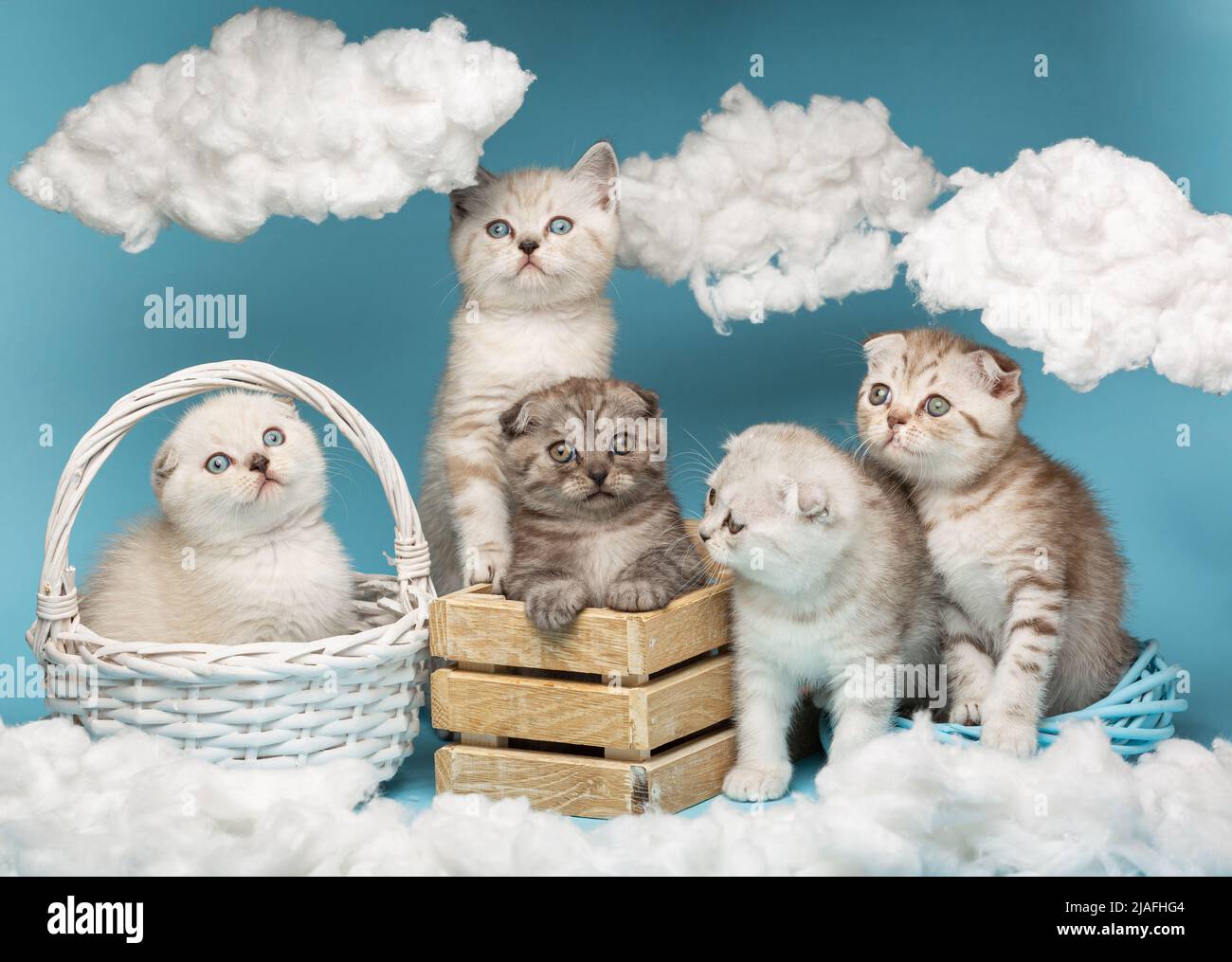 Little funny two month old Scottish kittens of different colors pose in ...