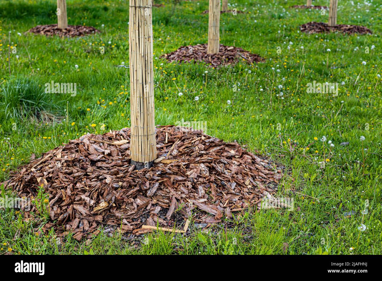 natural insulation for the root system of a tree. High quality photo ...