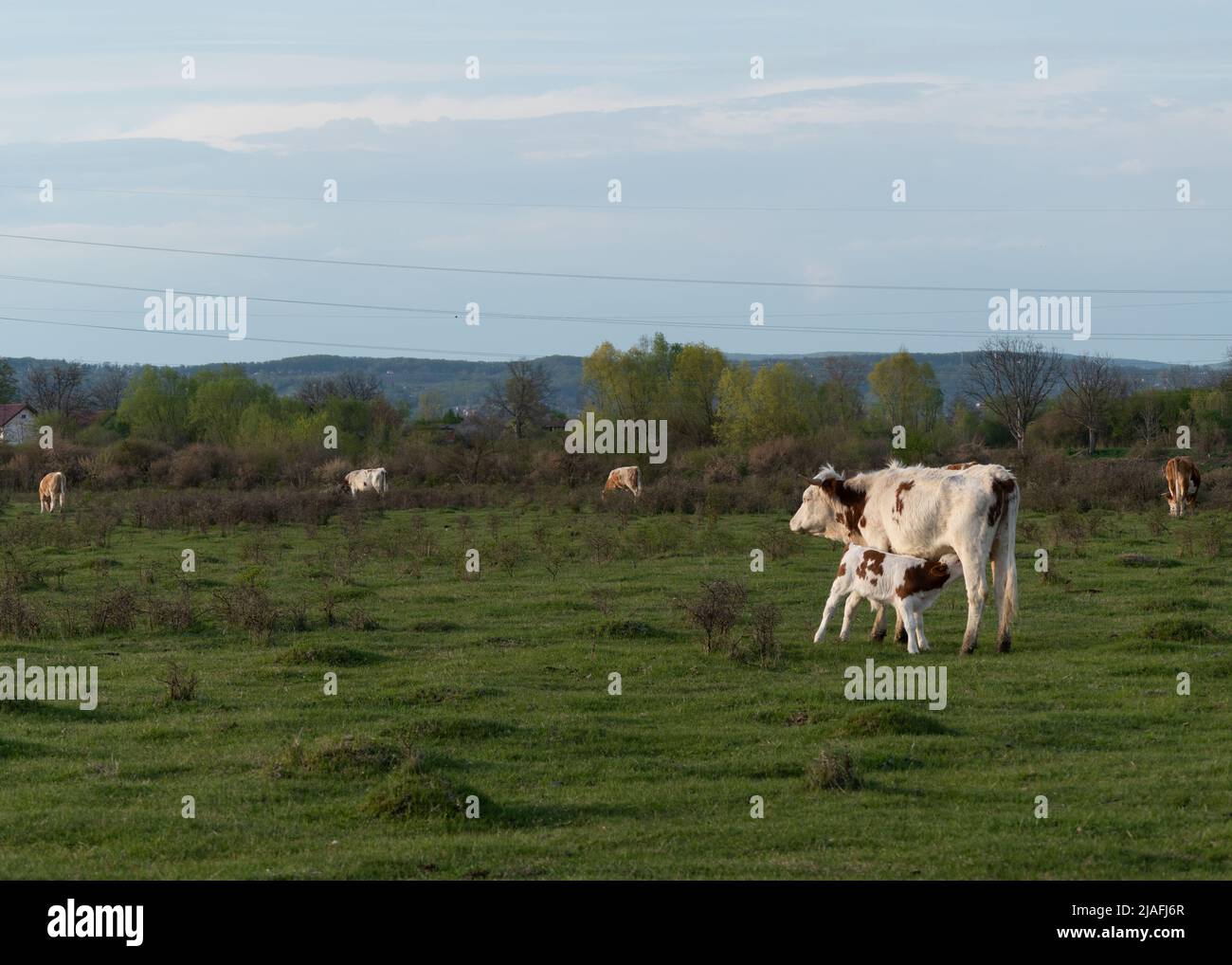 Calf is suckling cow in the pasture, cow feed its offspring outdoor in ...