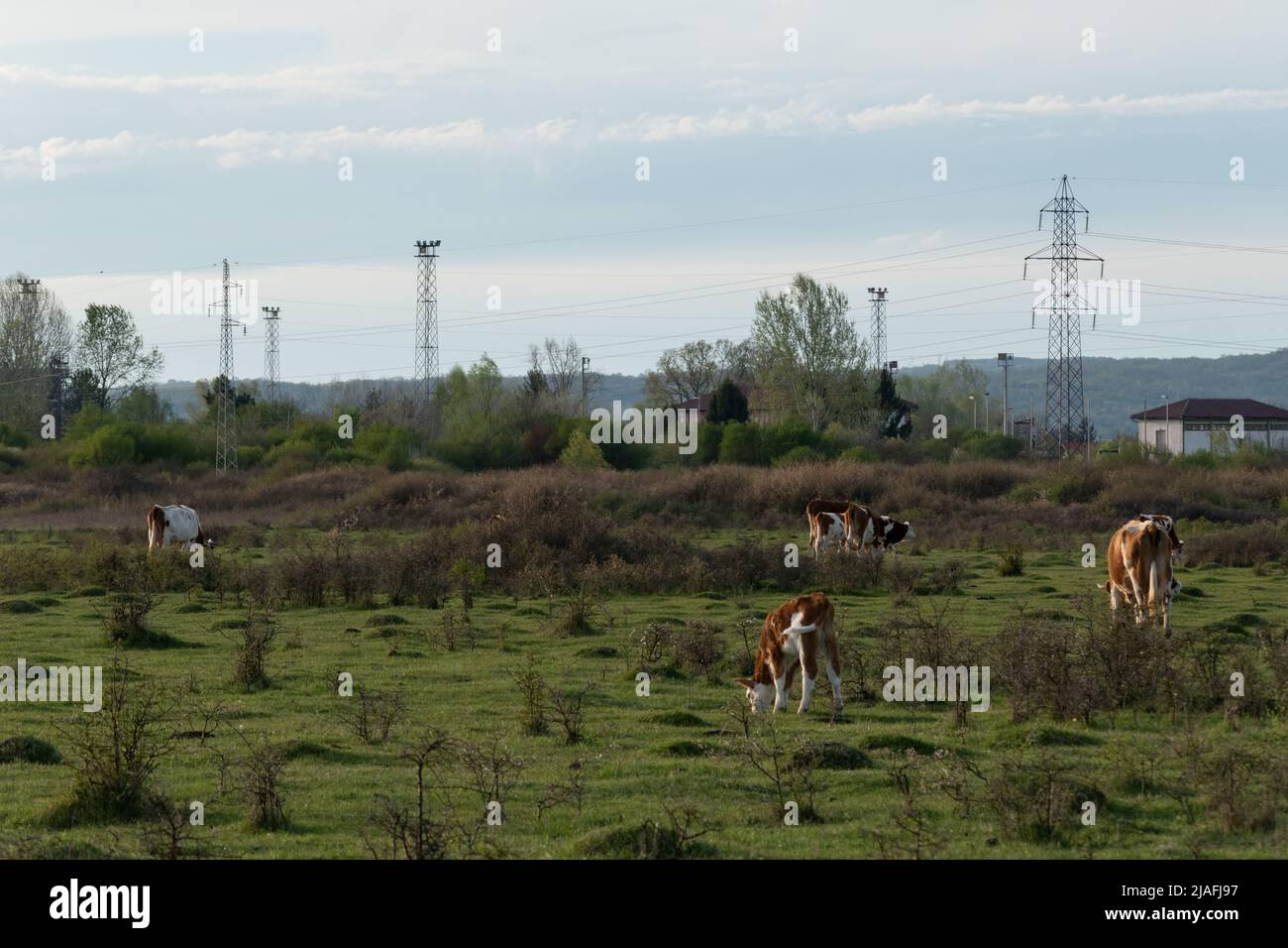 Herd of cows grazing in pasture against electric pylons and cloudy sky ...
