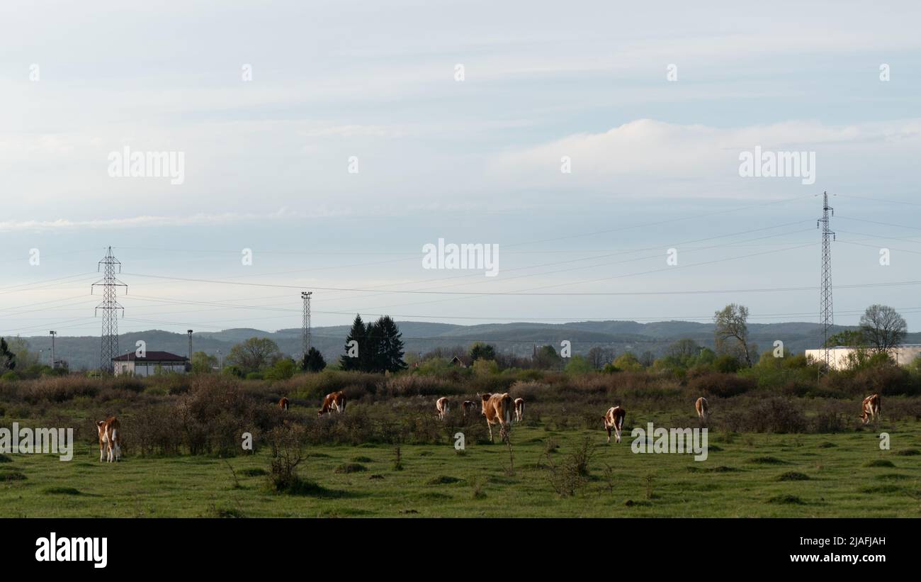 Herd of cows grazing in pasture against electric pylons and cloudy sky ...