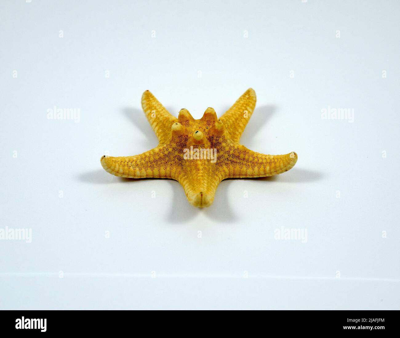 Starfish close up on white background Stock Photo - Alamy