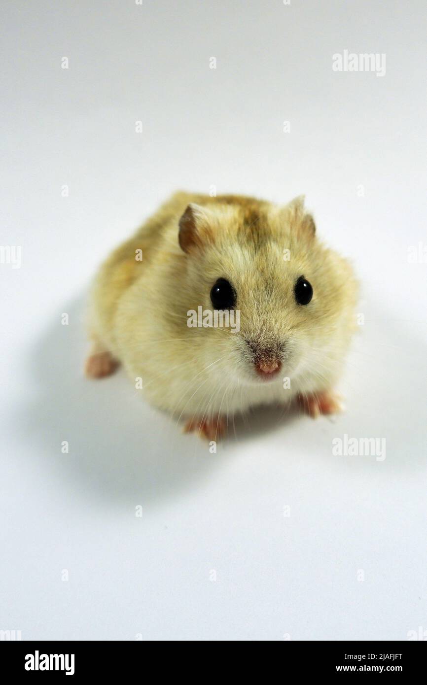 Fluffy hamster isolated on white background Stock Photo - Alamy