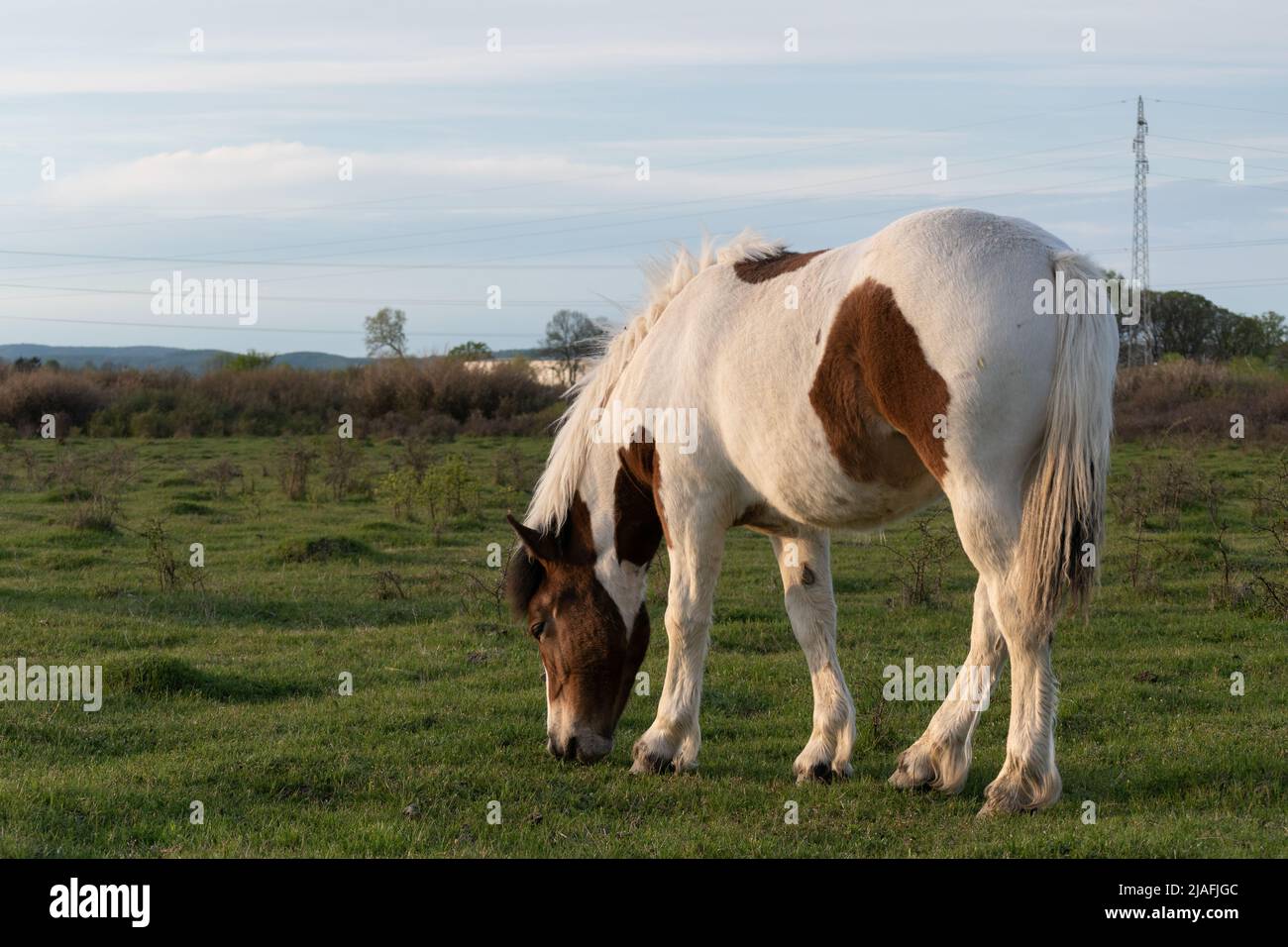 Side view of filly while graze grass in pasture during sunny evening ...