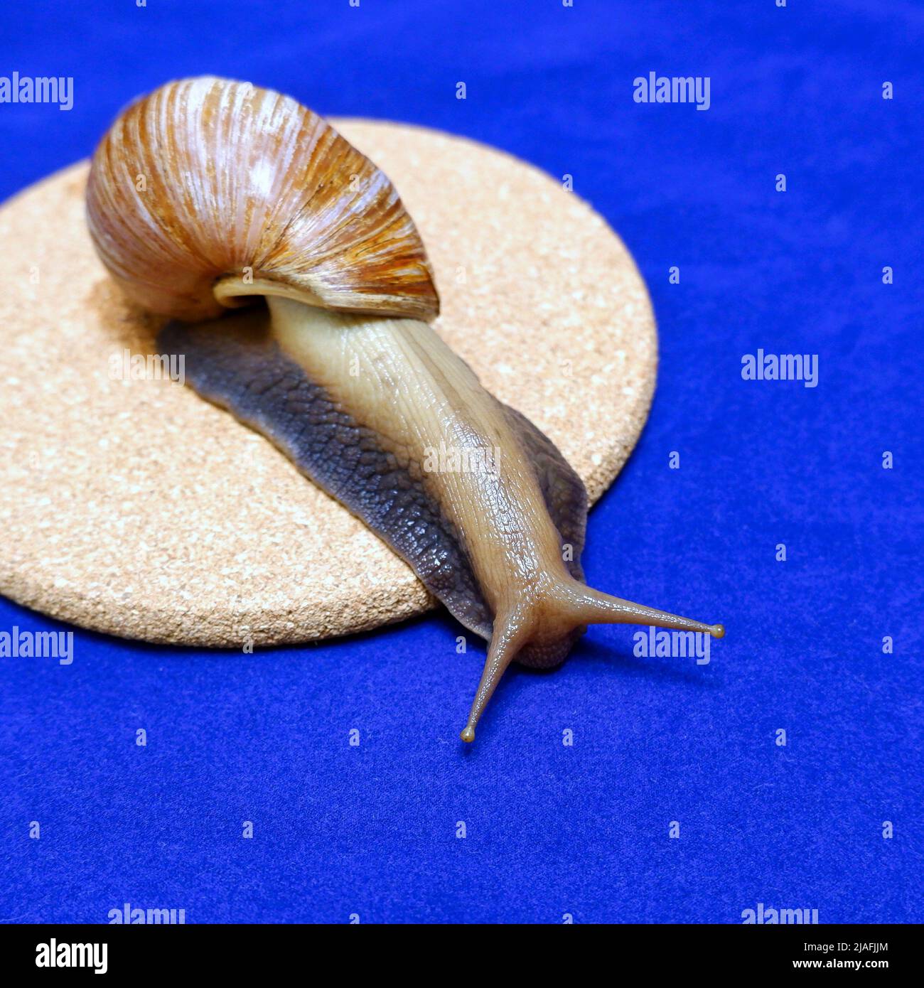 Close up achatina fulica hi-res stock photography and images - Alamy