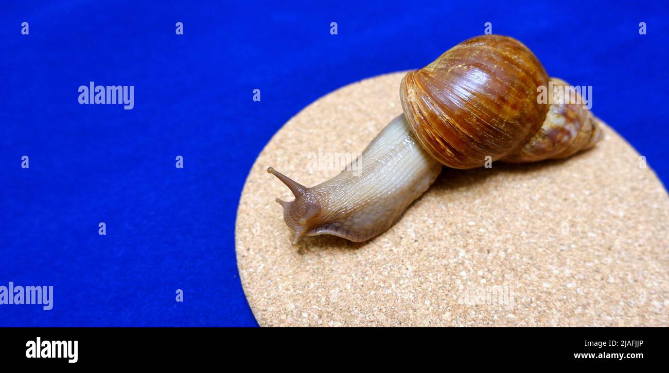 Close up achatina fulica hi-res stock photography and images - Alamy