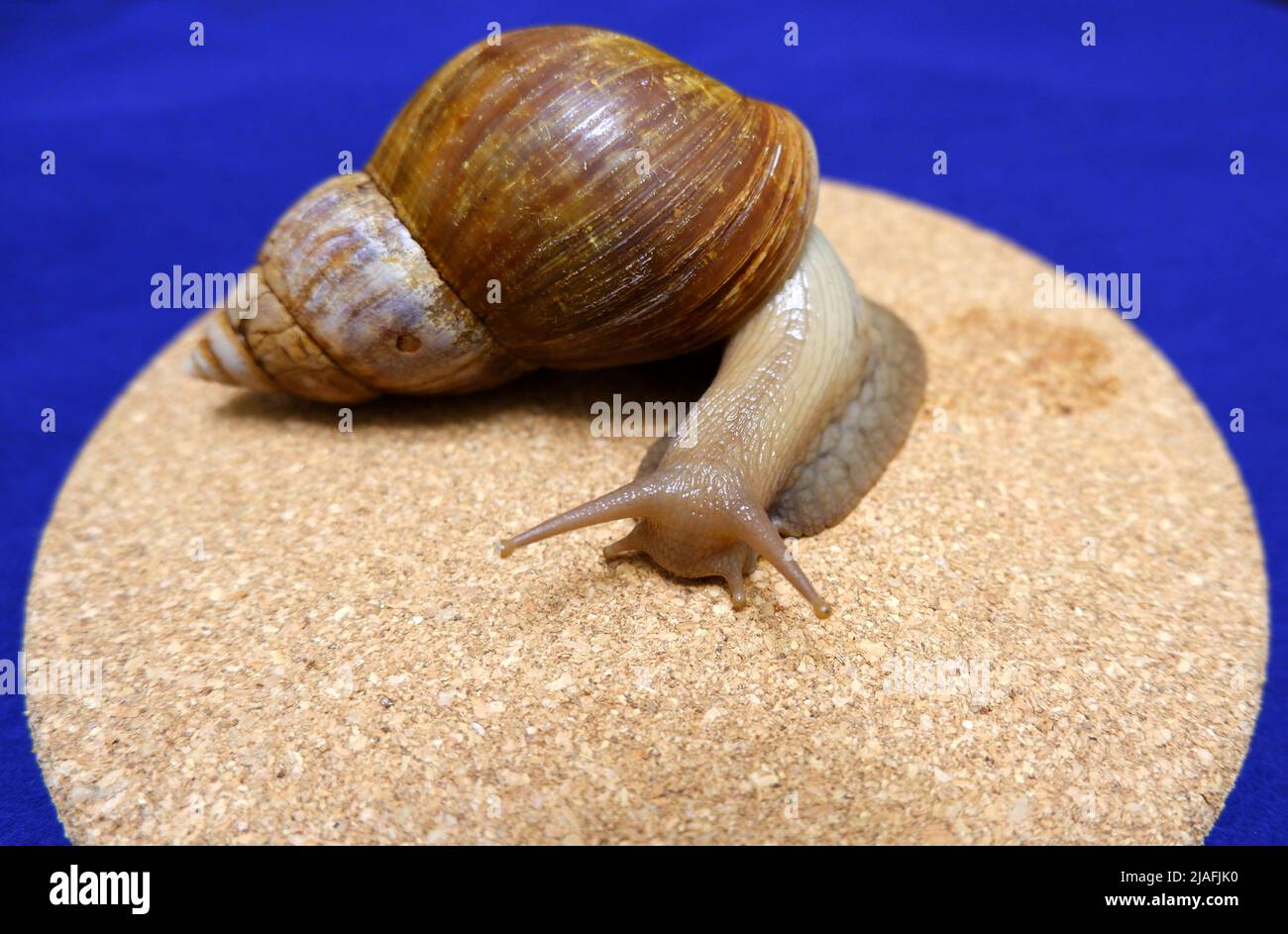 Big Achatina snail close up Stock Photo - Alamy