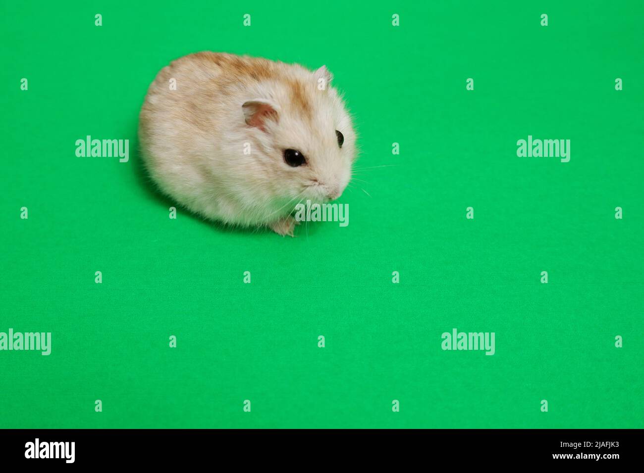 Robo Dwarf Hamster Names
