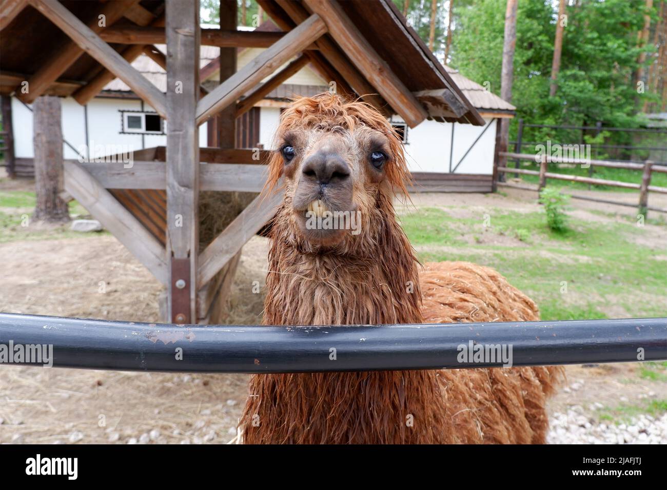 Portrait of a llama with protruding teeth. Llama in the corral Stock ...
