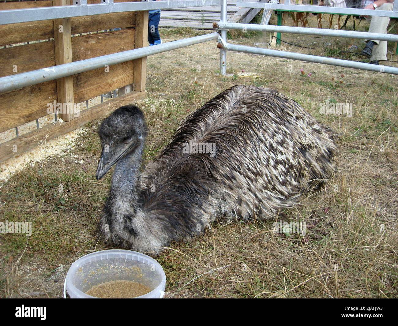 A young ostrich lies in a corral Stock Photo - Alamy
