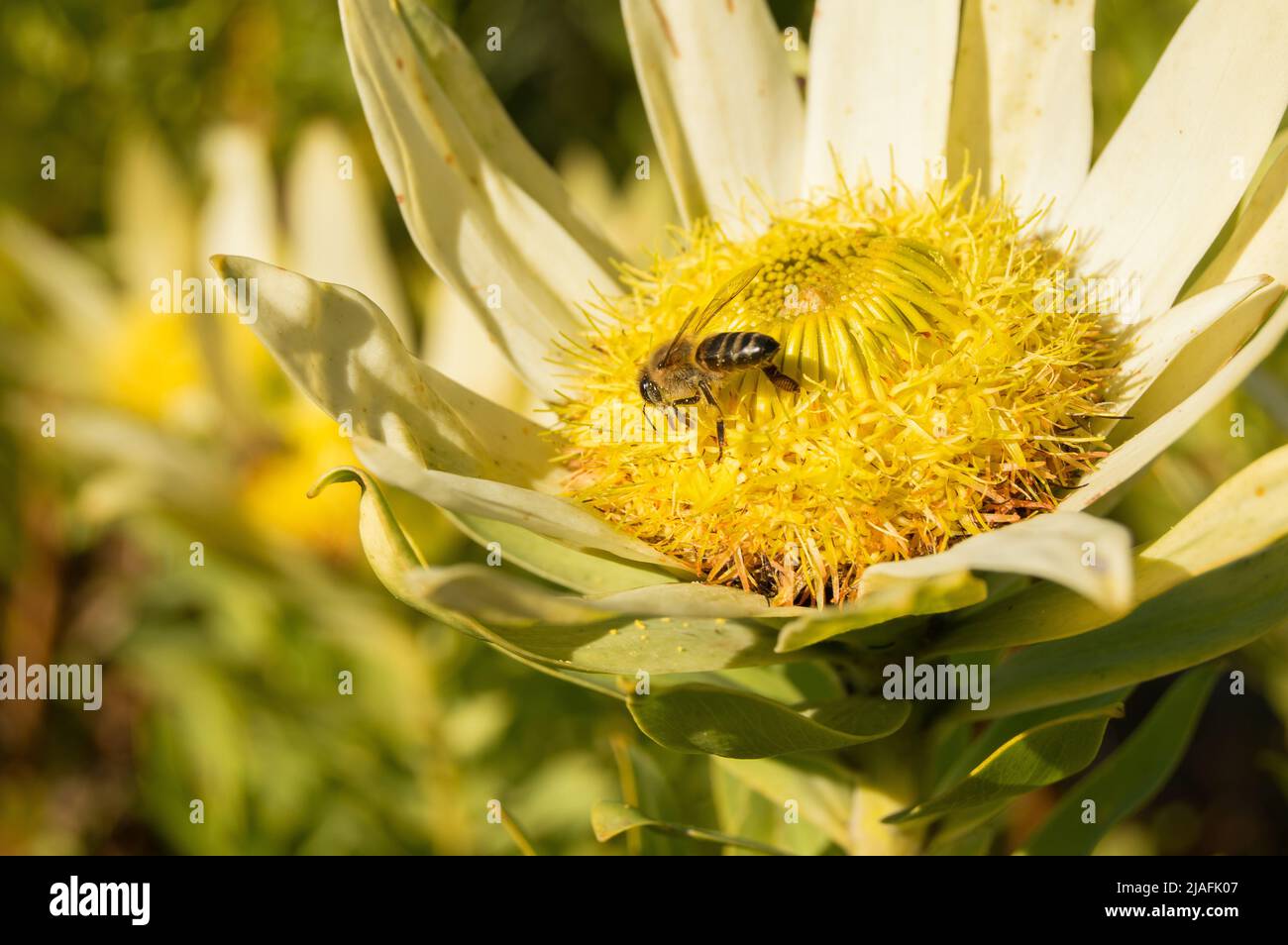 Bee sitting on a protea Stock Photo - Alamy