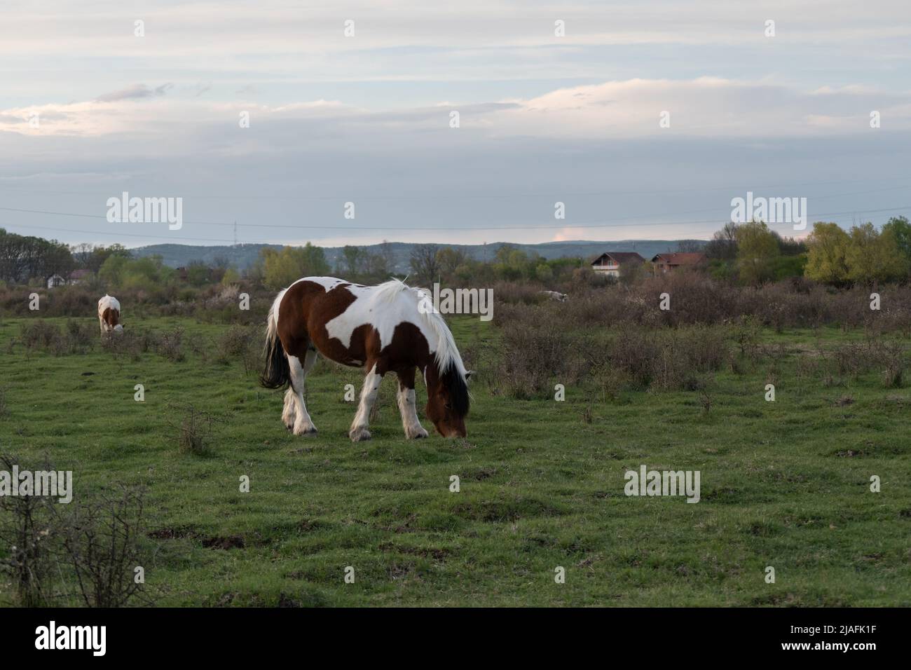 Side view of horse while graze in pasture, adult mare in brown and ...