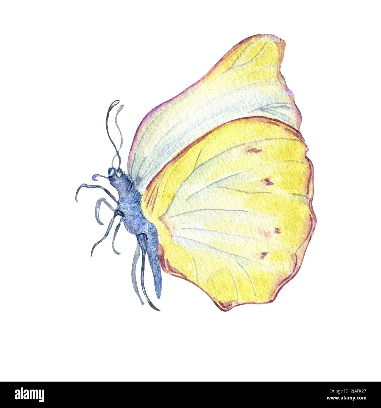 Meadow butterfly watercolor illustration on white background. Yellow ...