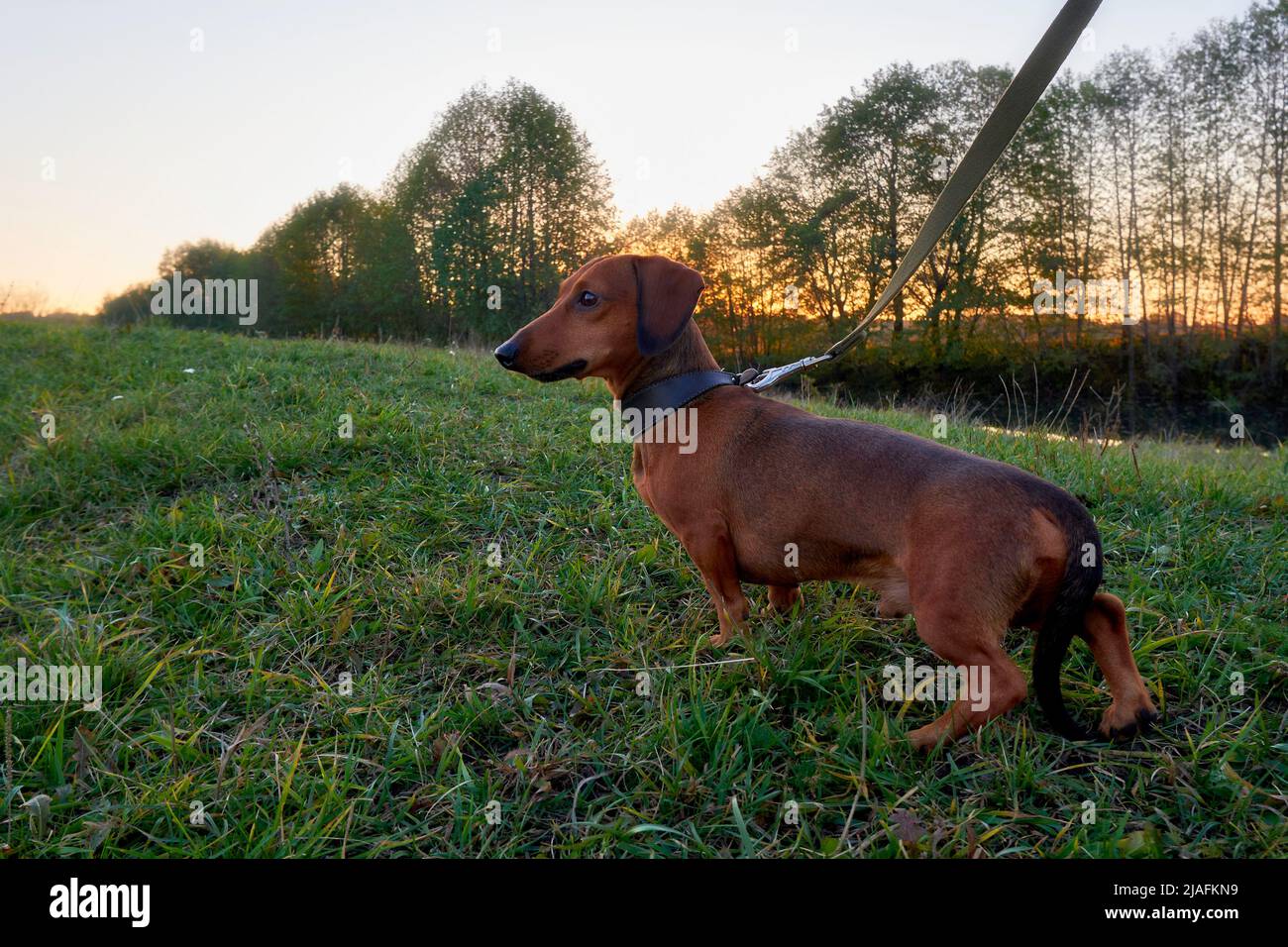 Hunting dog in nature. Brown mini dachshund in a field at sunset Stock ...