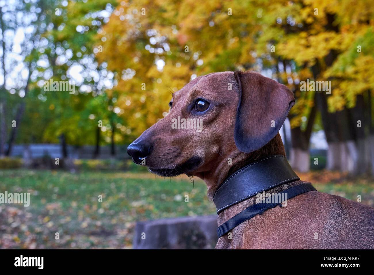 Portrait of a brown dachshund Stock Photo - Alamy