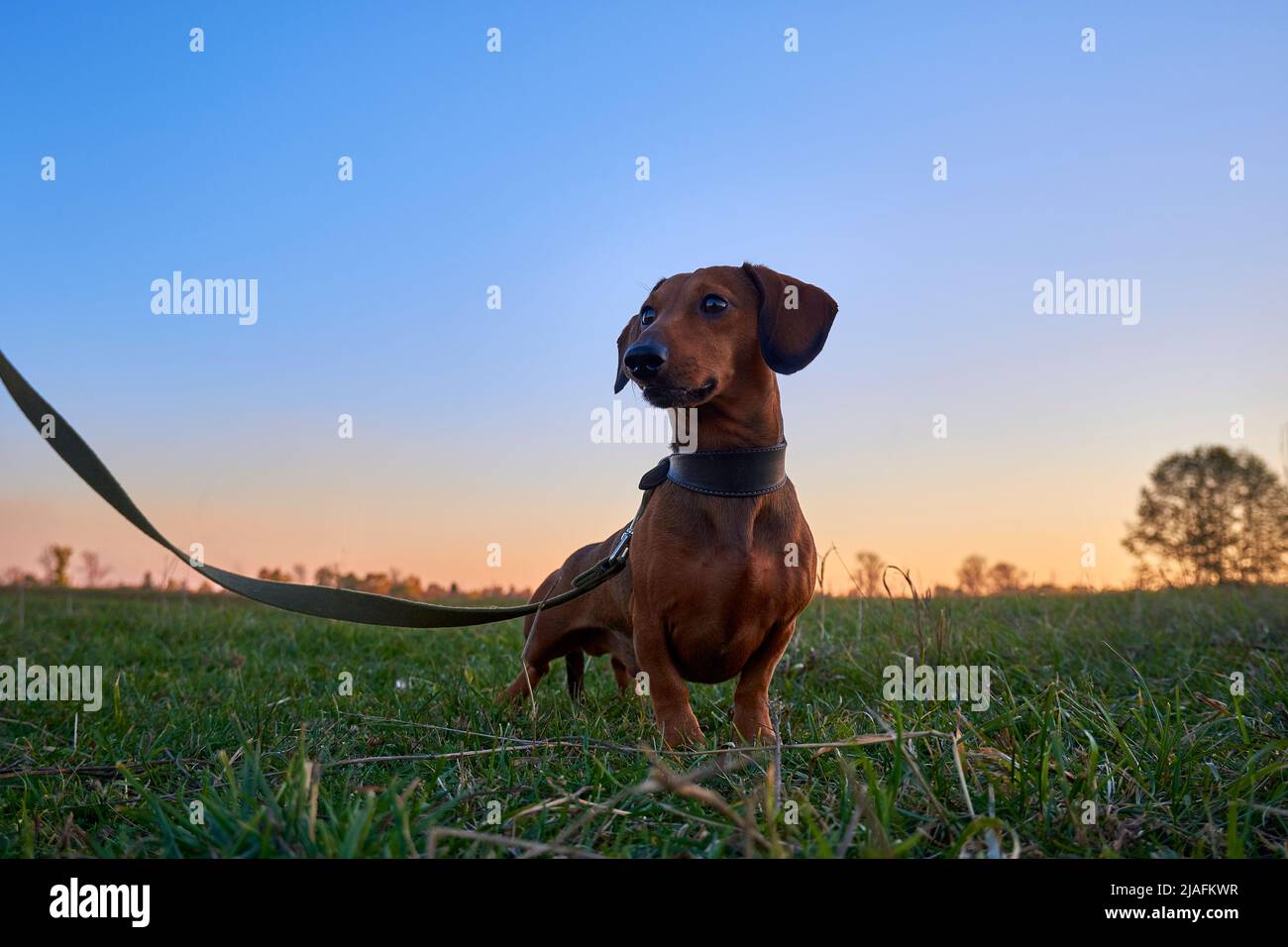 Hunting dog in nature. Brown mini dachshund in a field at sunset Stock ...