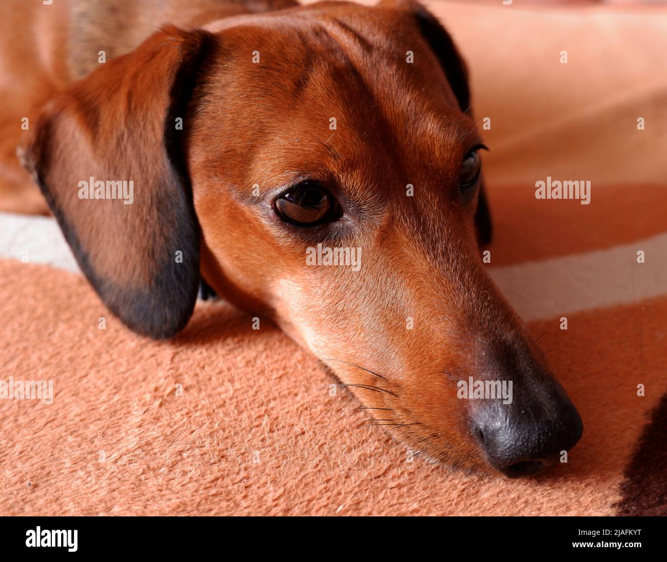 Mini smooth dachshund hi-res stock photography and images - Alamy