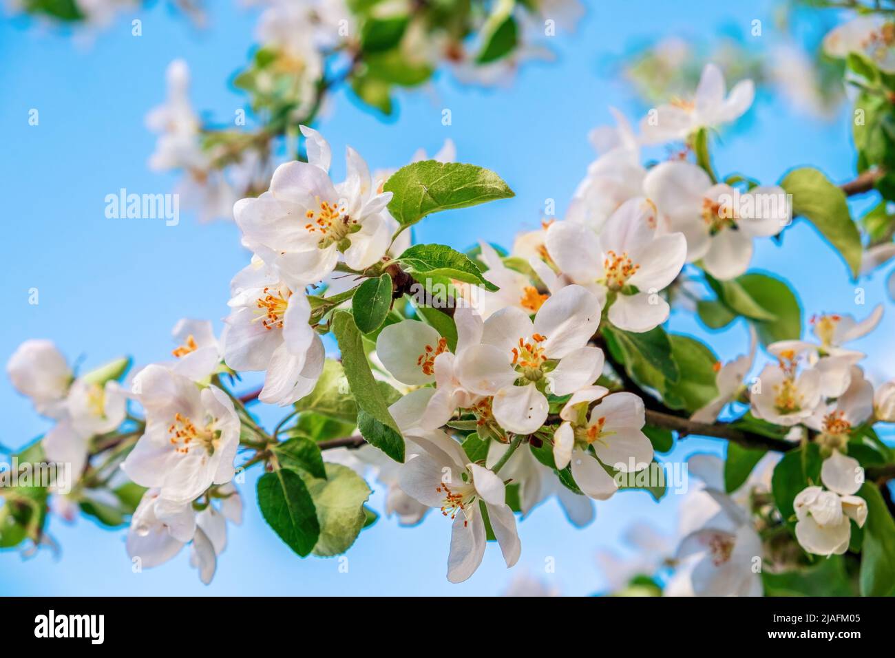 Apple trees in bloom hi-res stock photography and images - Alamy