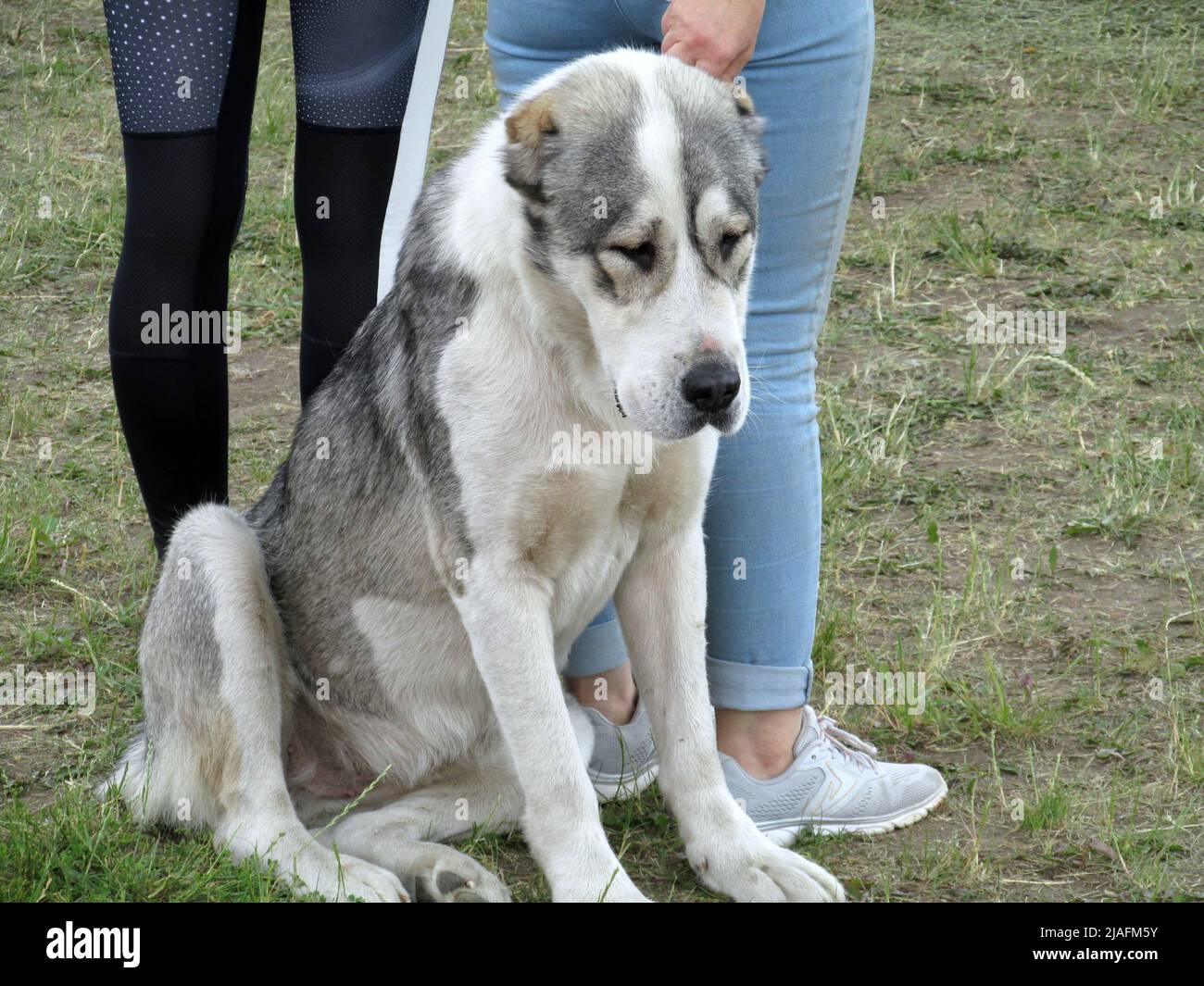 Central asian shepherd dog hi-res stock photography and images - Alamy
