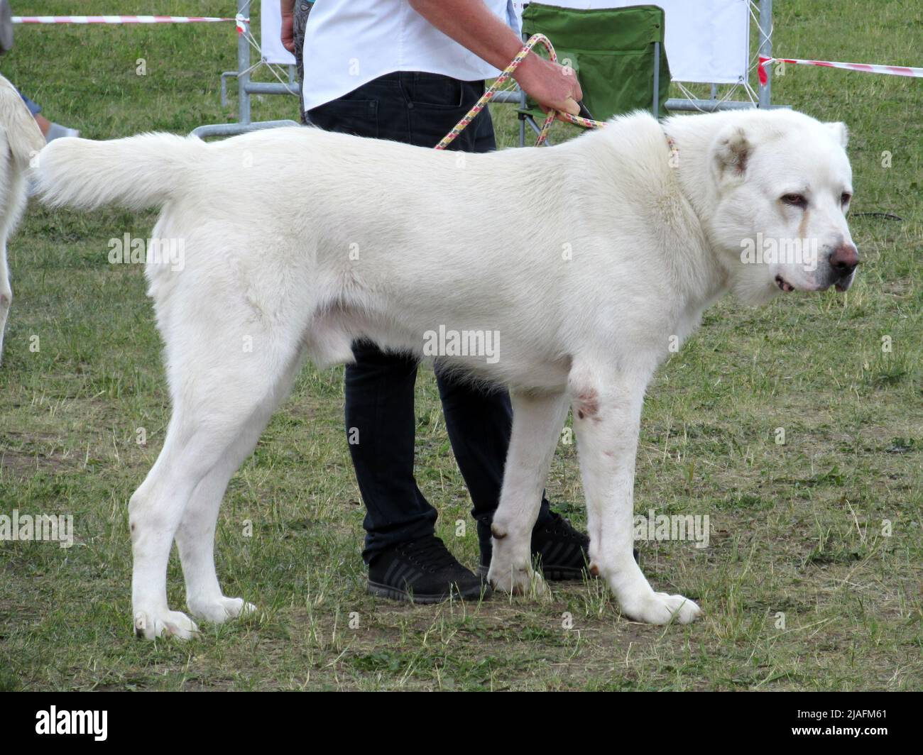 Central asian shepherd dog hi-res stock photography and images - Alamy