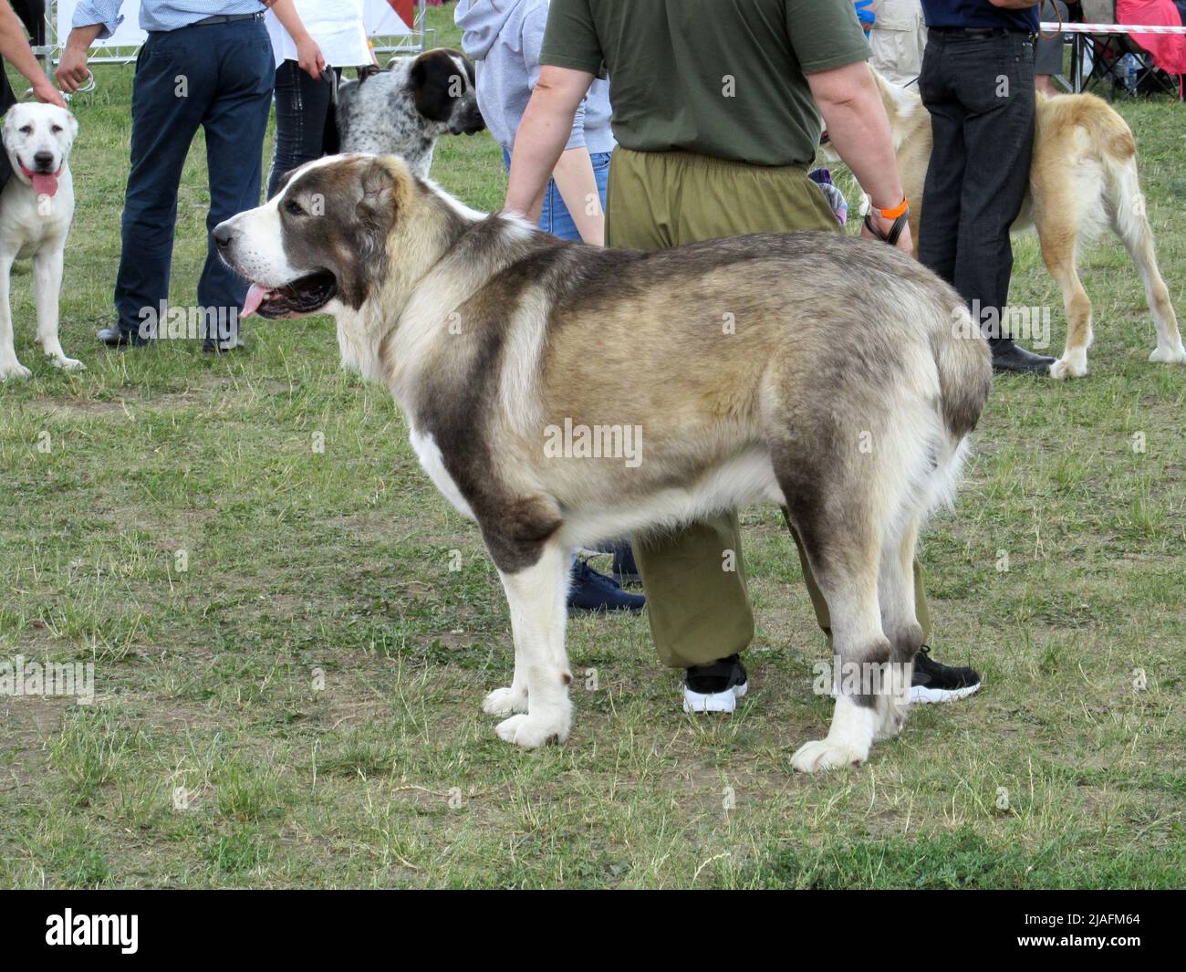 Asian pet show hi-res stock photography and images - Alamy