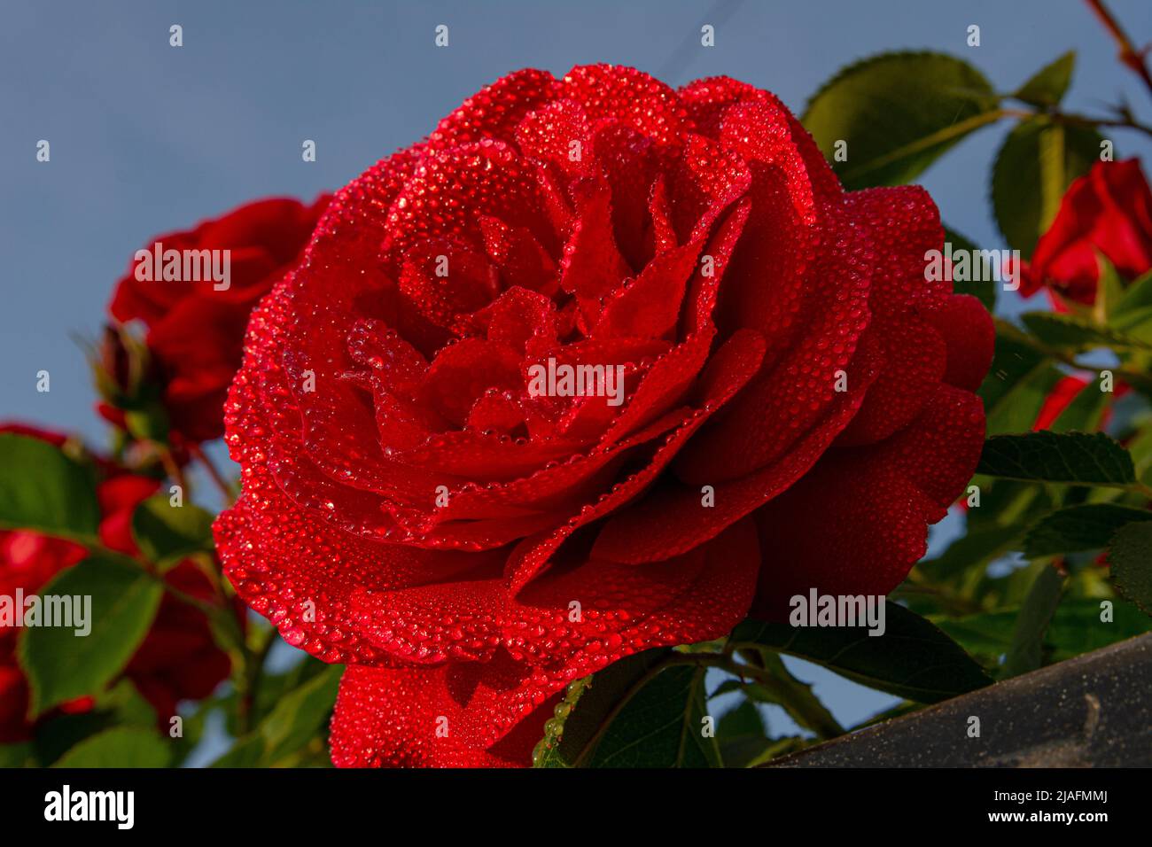 A red rose flower with small drops of dew on the petals and in the rays ...