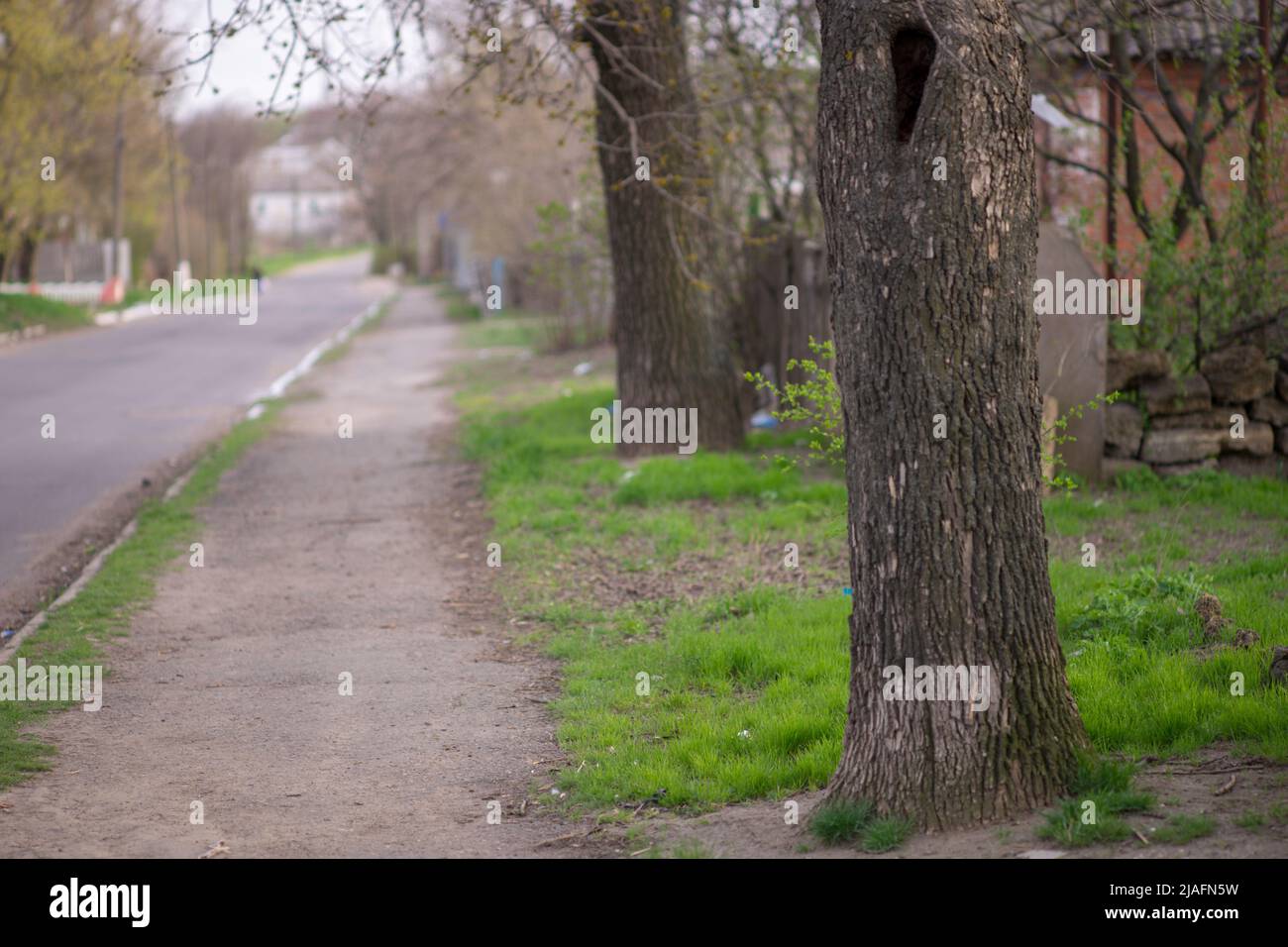 Spring rural landscape. Asphalt pavement and road with green grass and ...