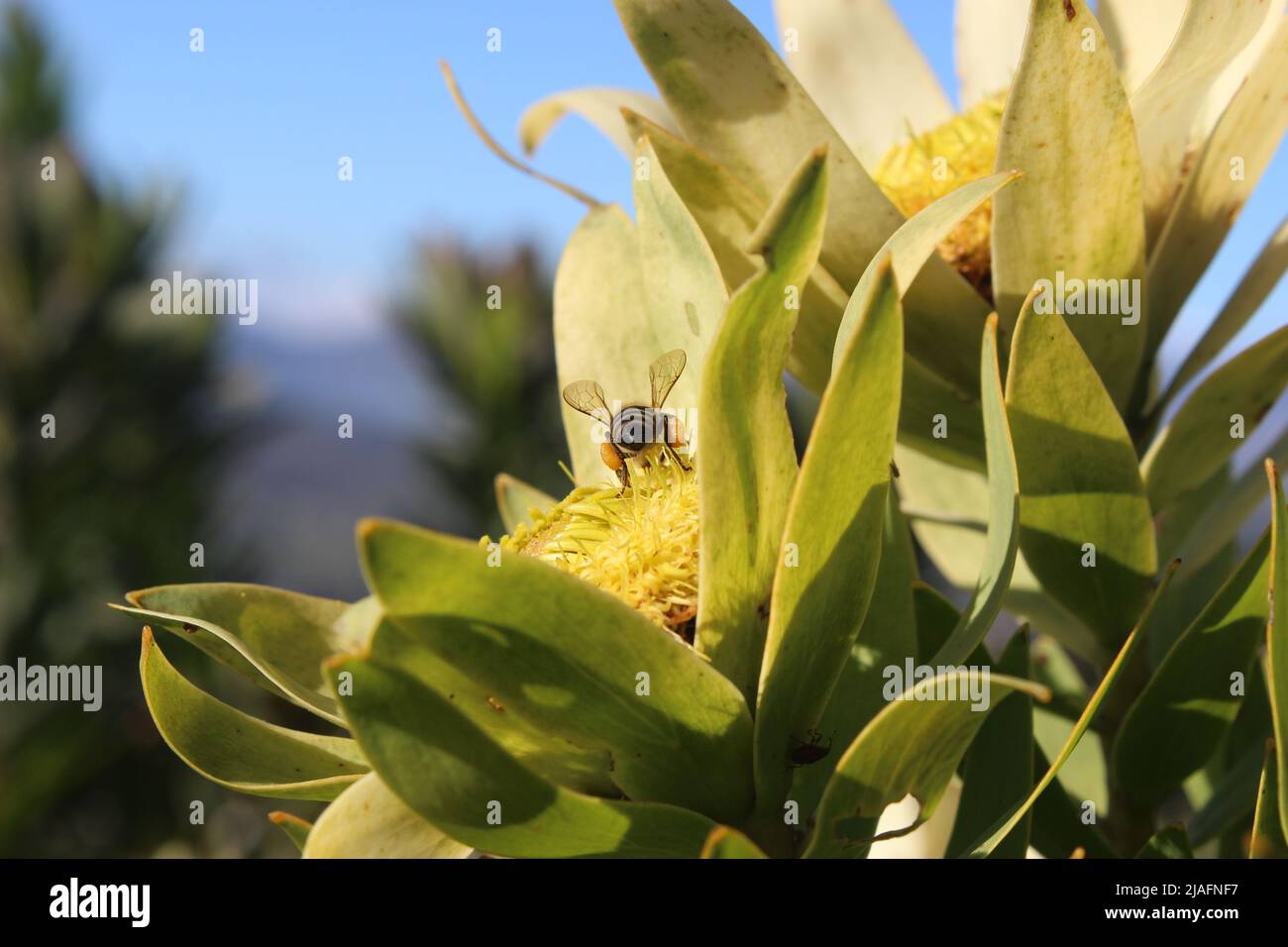 Bee with Pollen sacks on a Protea Stock Photo - Alamy