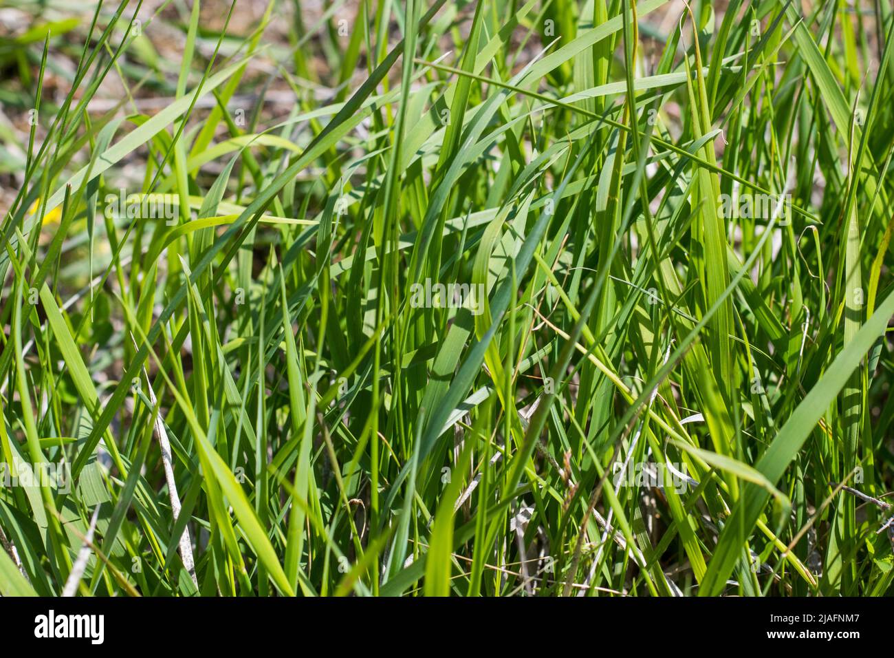 Green grass background, sunlight and green color, shadows and lights ...
