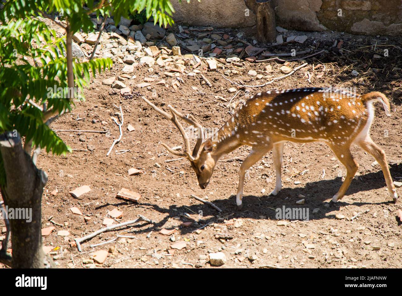 Deer in Zoo, Tbilisi Zoo in Georgia Stock Photo - Alamy