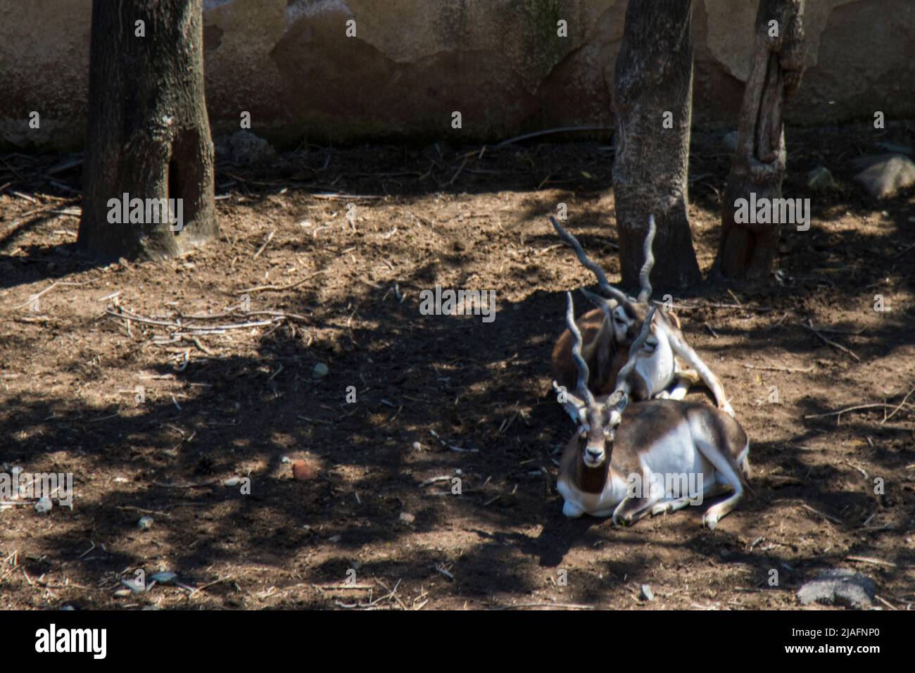 Deer in Zoo, Tbilisi Zoo in Georgia Stock Photo - Alamy