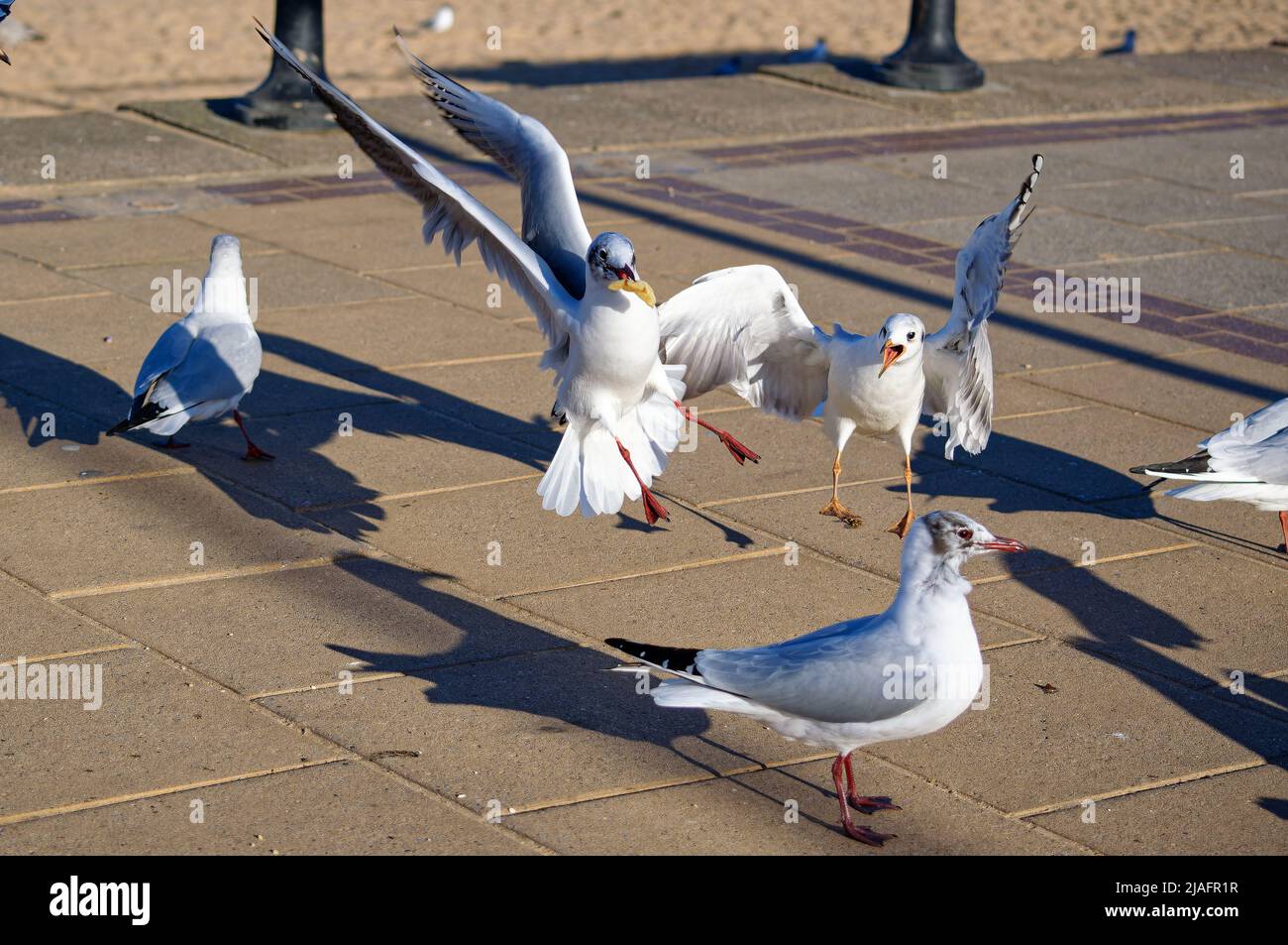Common gull and black headed gull fighting over a chip Stock Photo - Alamy