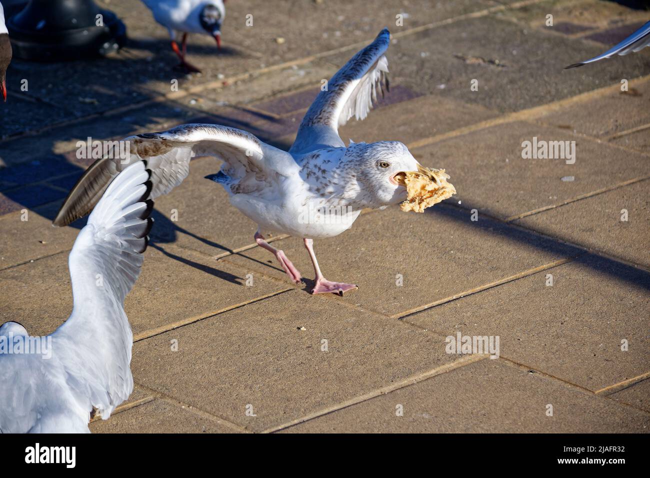 Gull eating chips hi-res stock photography and images - Alamy