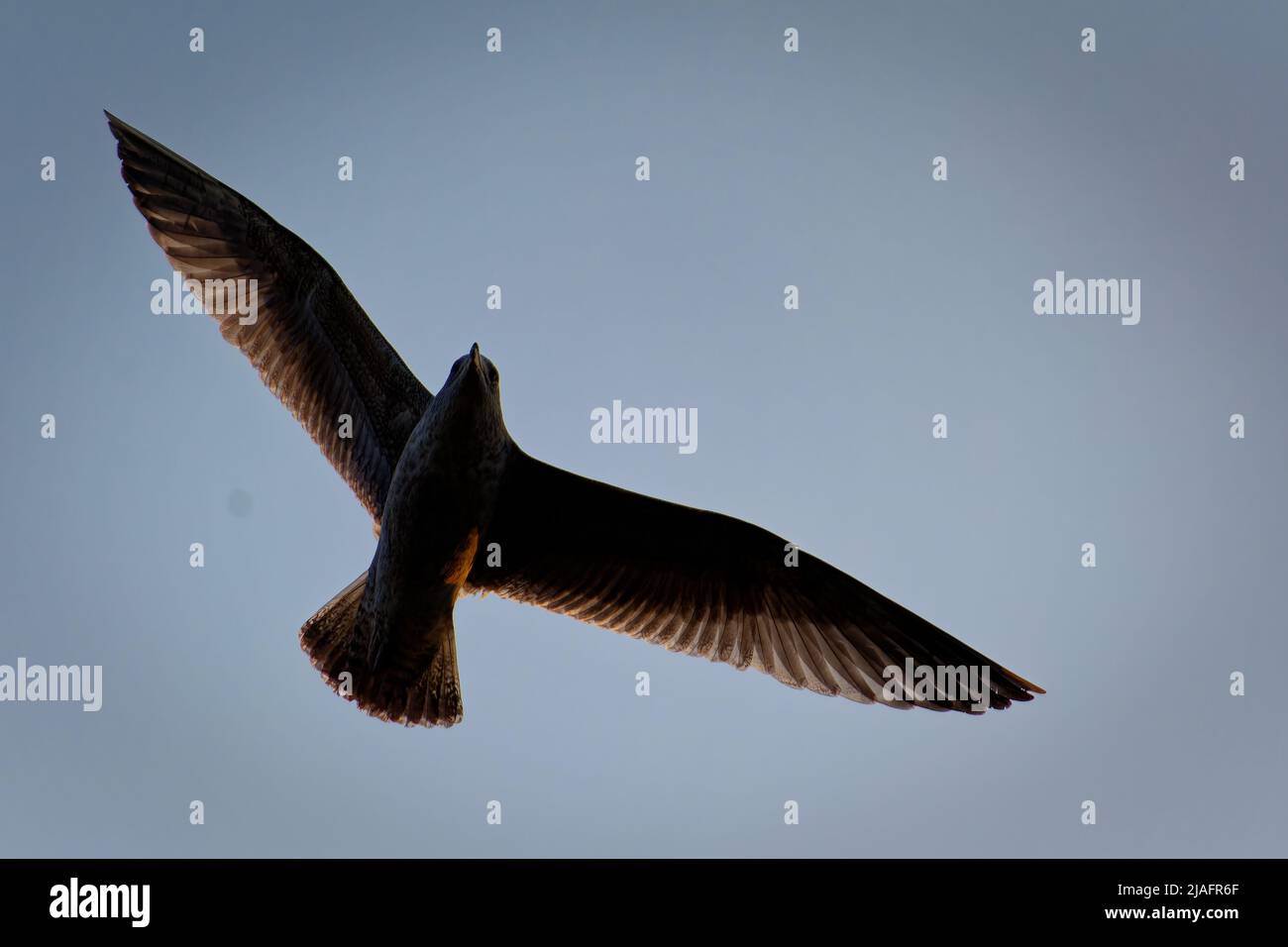Flying overhead hi-res stock photography and images - Alamy