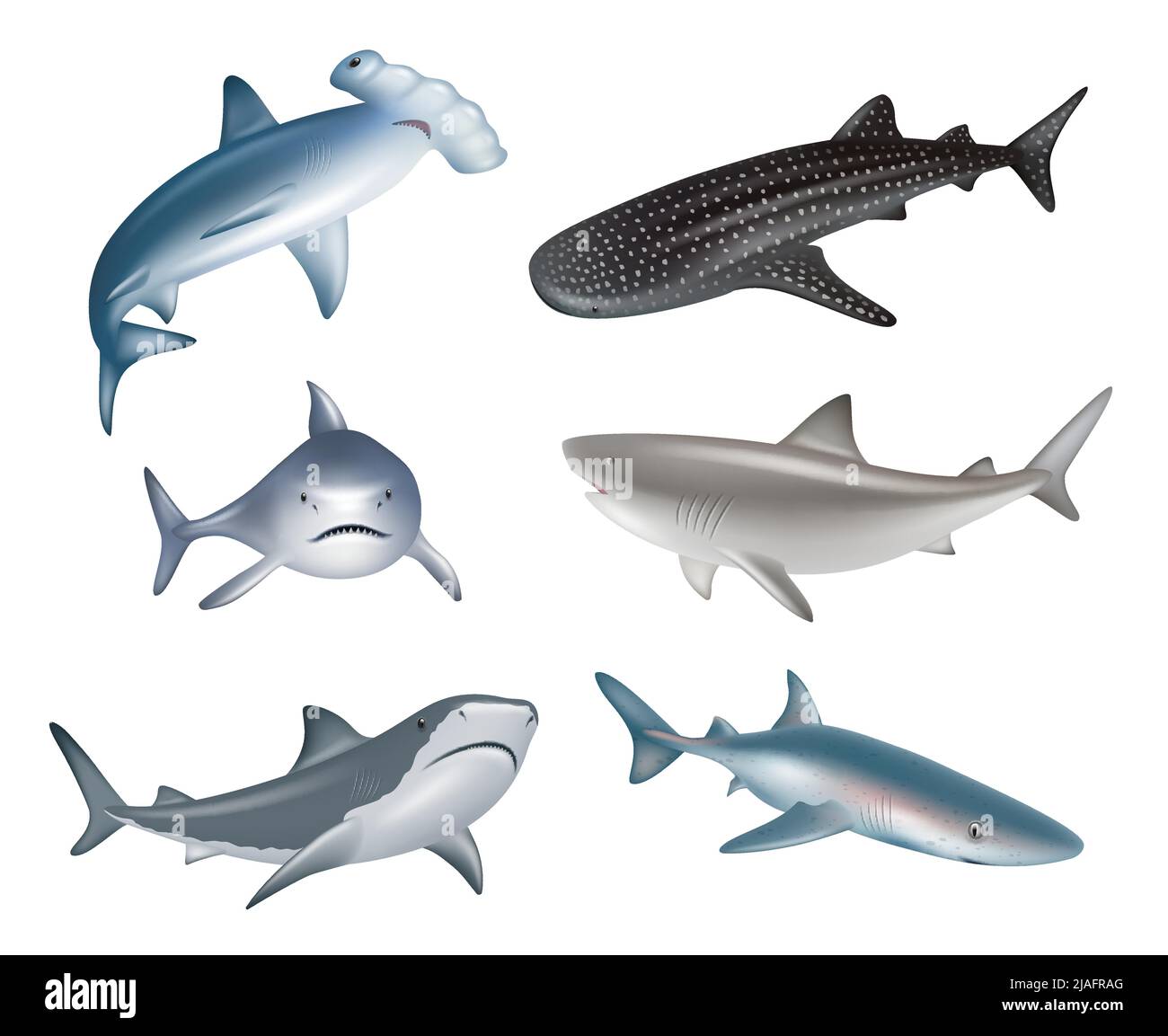 Different Types Of Sharks