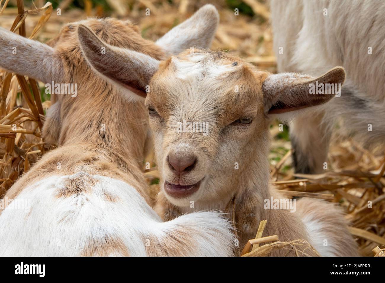 Pigmy goats hi-res stock photography and images - Alamy
